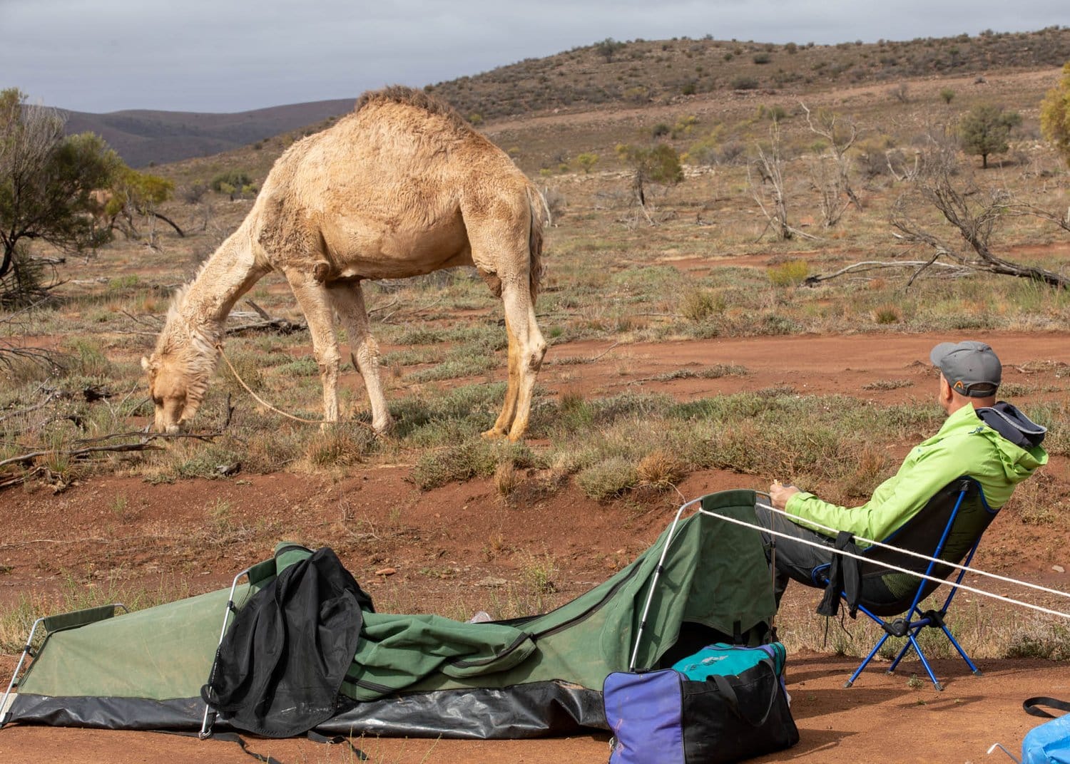 Flinders Ranges Camel Trek | 9 Days | Camel Treks Australia